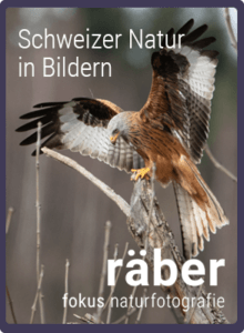 Bedeutung: Berchtoldstag: Bechtelstag, Bechtelistag, Bärzelitag